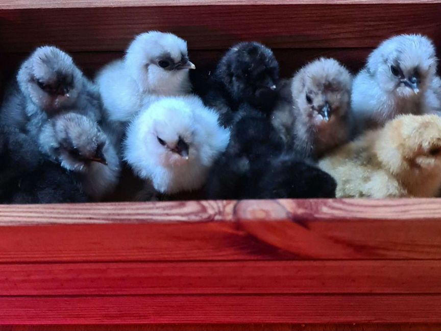 Шелки,цыплята