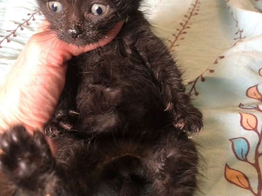 Черный котенок 1,5 месяца мальчик