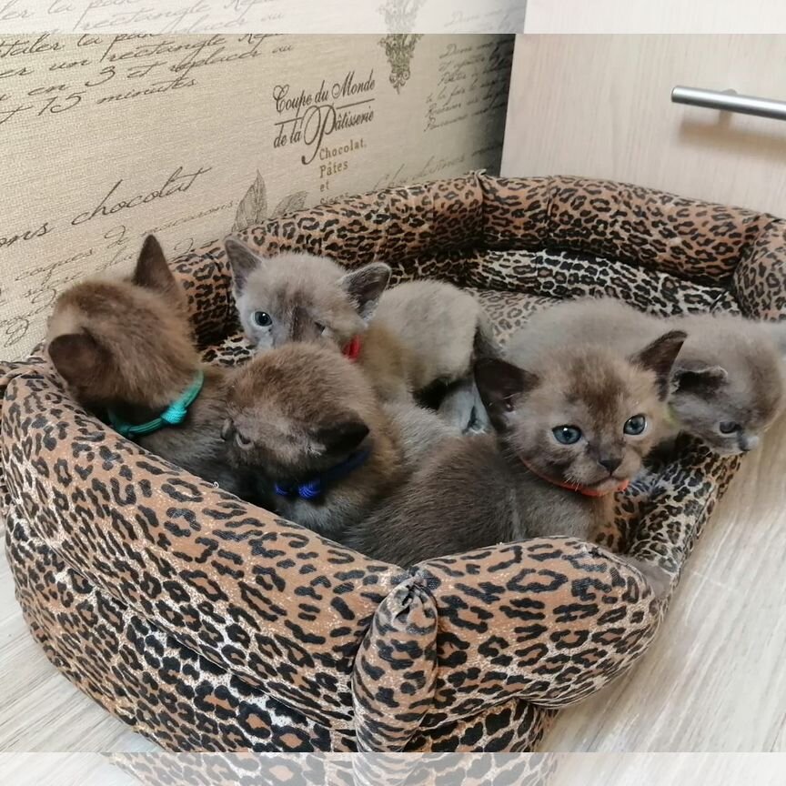 Бурманские котята