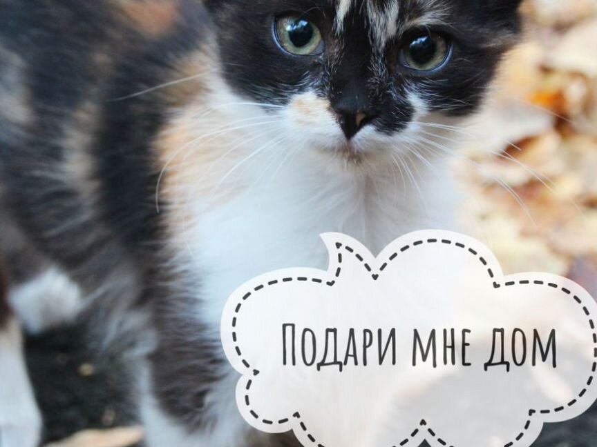 Коричке нужен дом