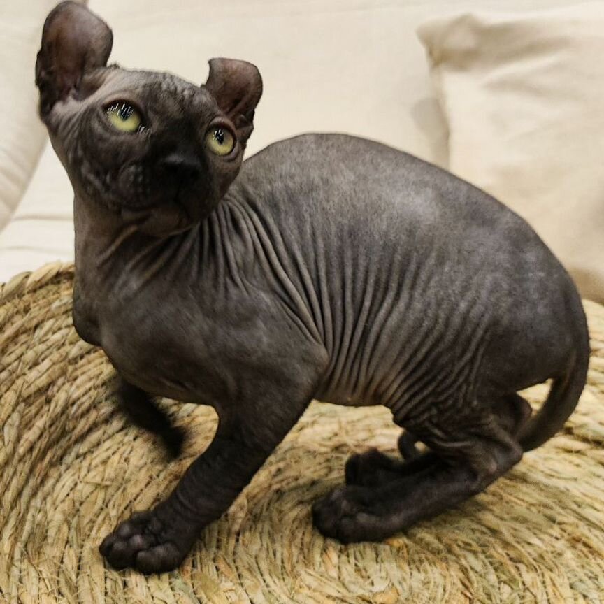 Канадский сфинкс котёнок