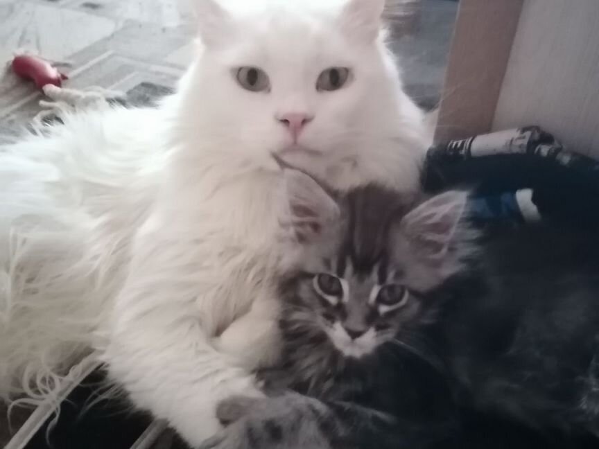 Котята майкун classic и полидакт
