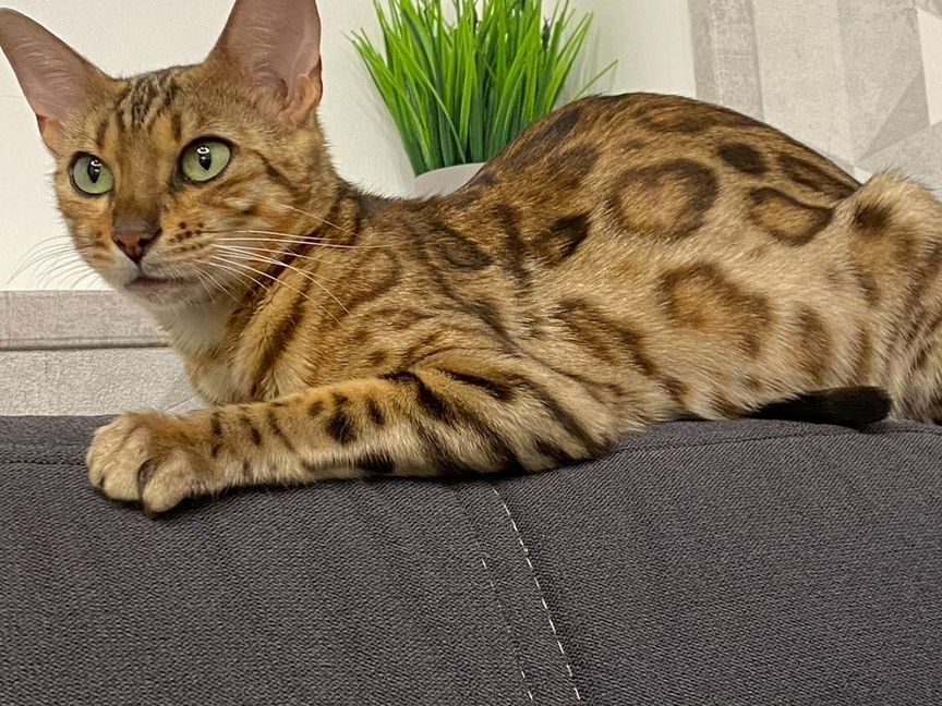 Бенгальская кошка в добрые руки