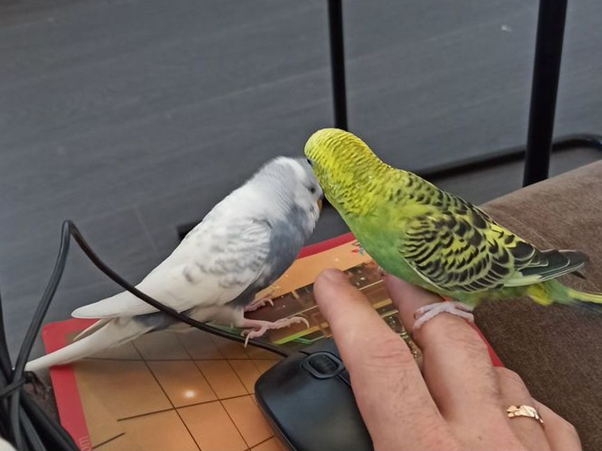 Волнистые попугайчики (пара) в просторной клетке