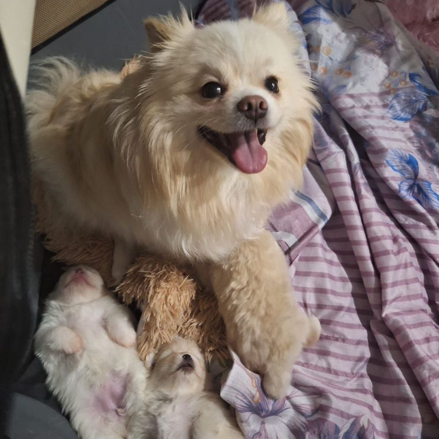 Продажа Шпицов