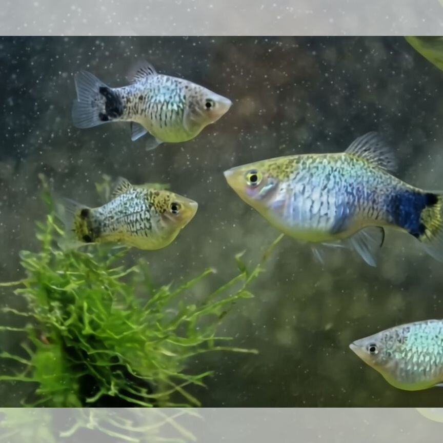 Пецилия голубая