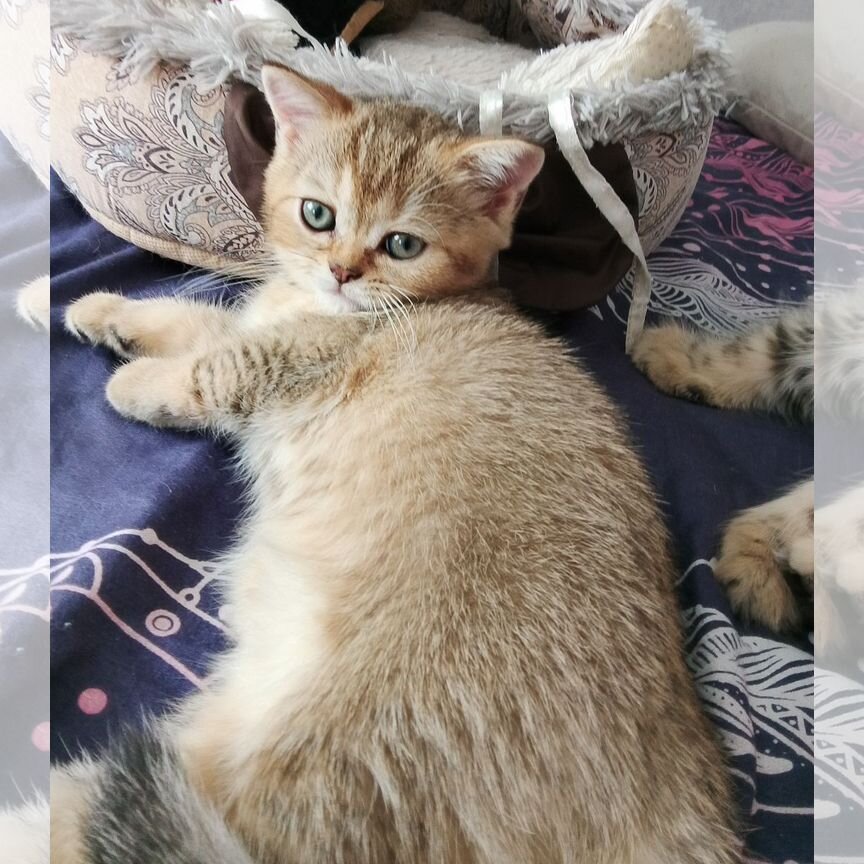 Британский короткошёрстный котёнок