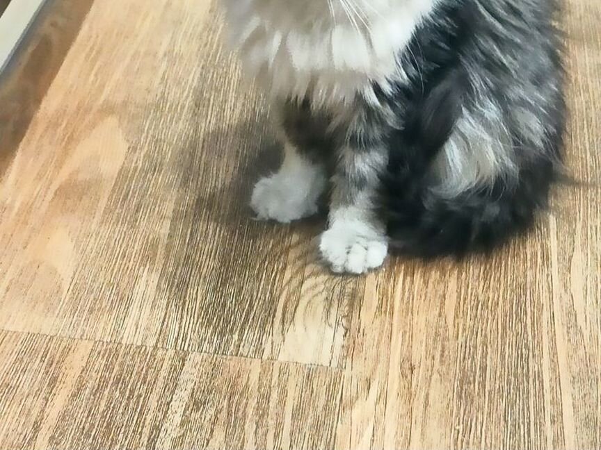 Пушистый красавчик