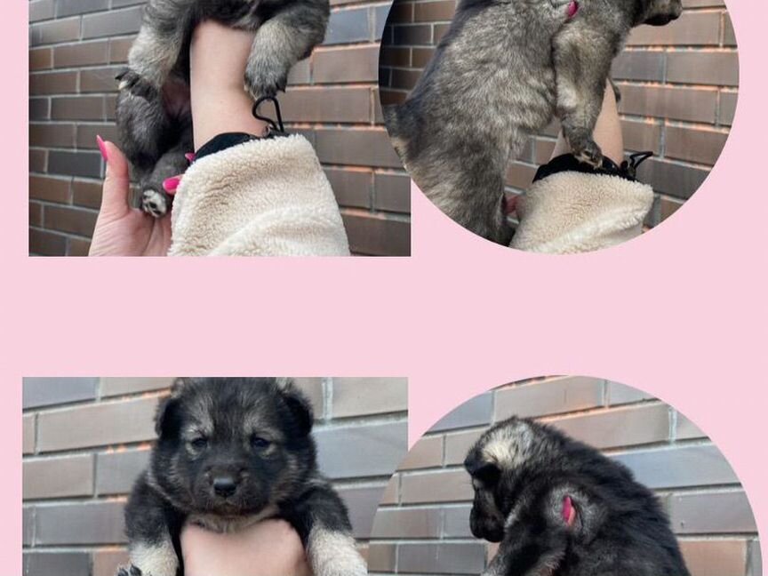 Щенки маламута бесплатно