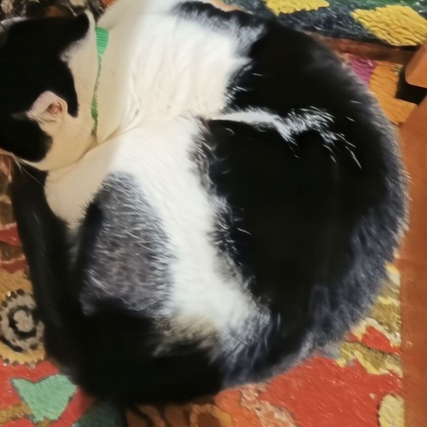 Британский короткошёрстный, взрослый кот