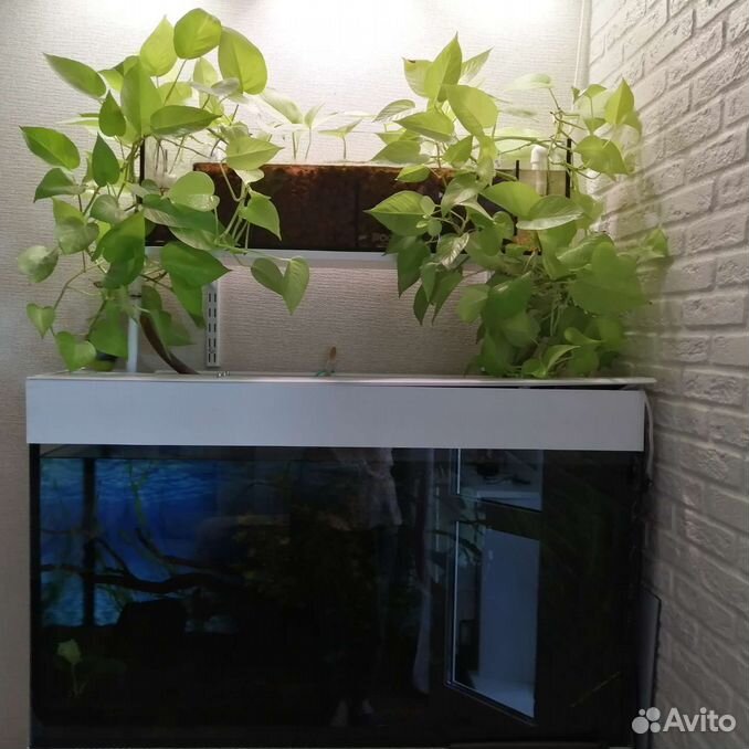 Фитофильтр