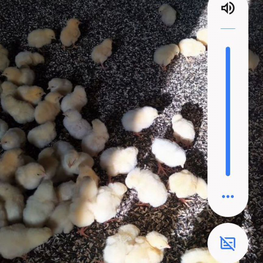 Цыплята бройлеры