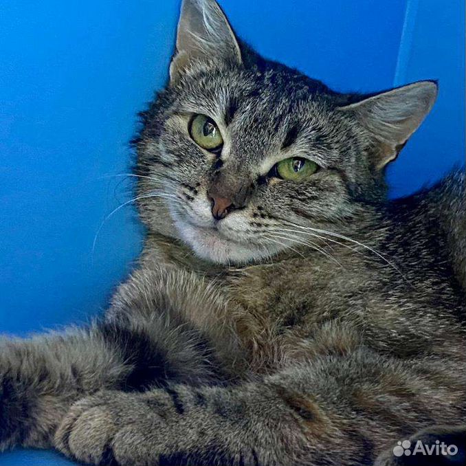 Кошка Элишка улыбается в усы