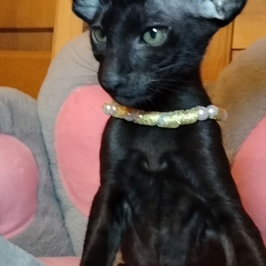 Ориентальный котёнок