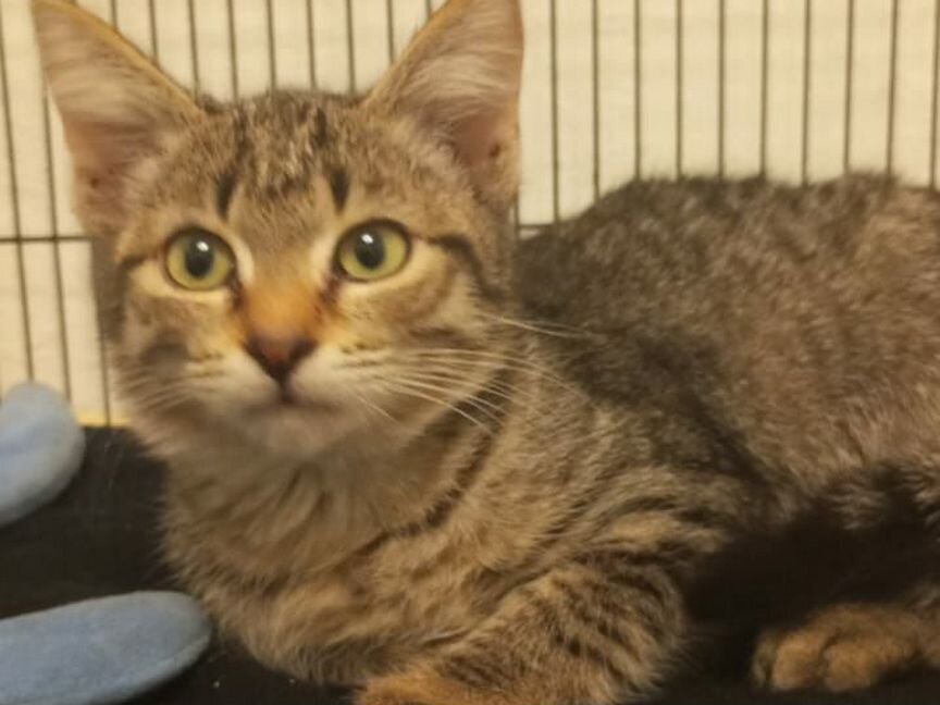 Кошка муся