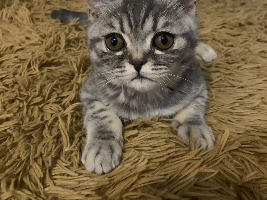 Шотландский прямоухий котенок