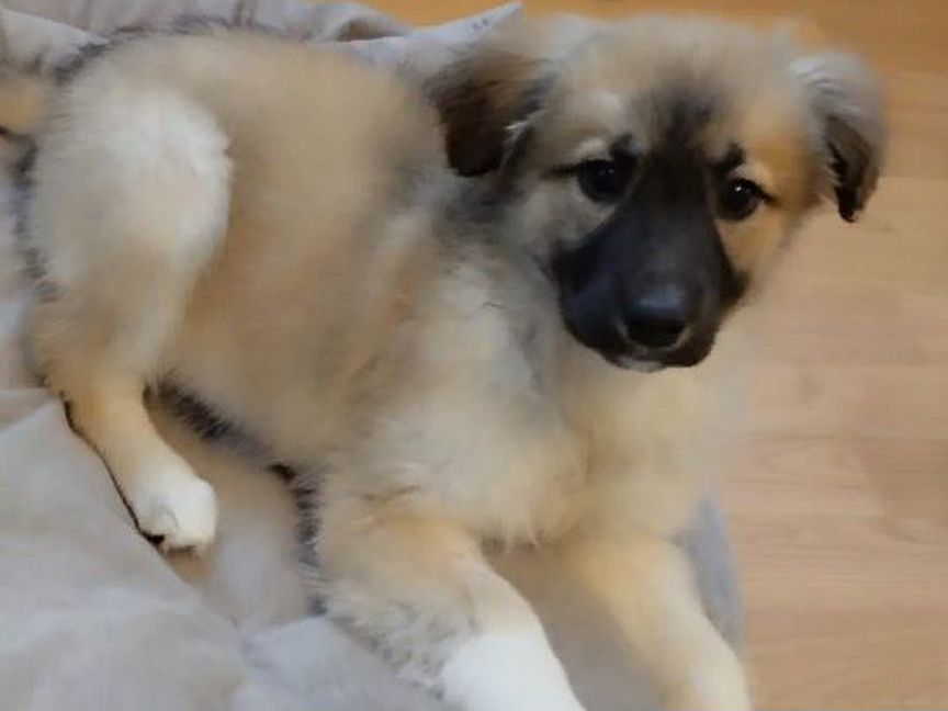 3м щенуля умненькая ласковая, не агрессивная