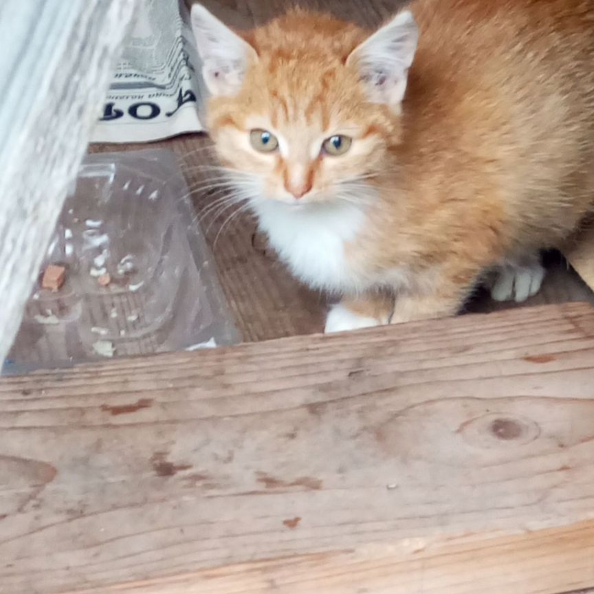 Домашние животные кошки