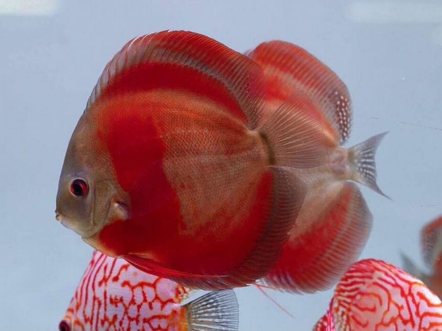 Дискус red cover разводной