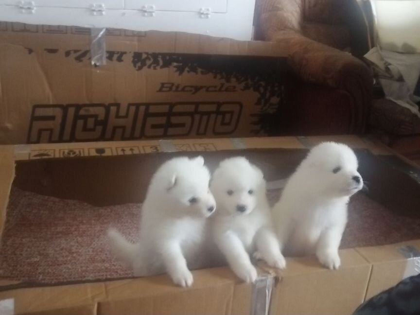 Самоедская лайка щенки