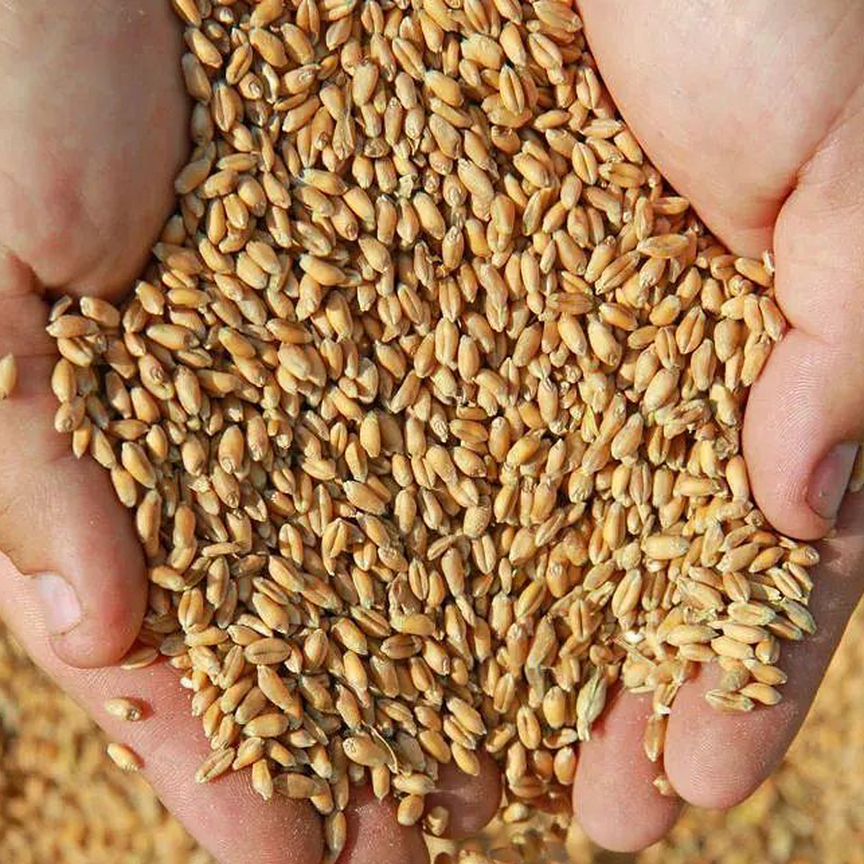Зерно пшеница