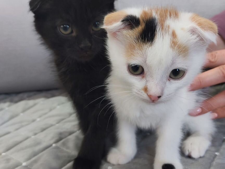 Отдам котят в добрые руки