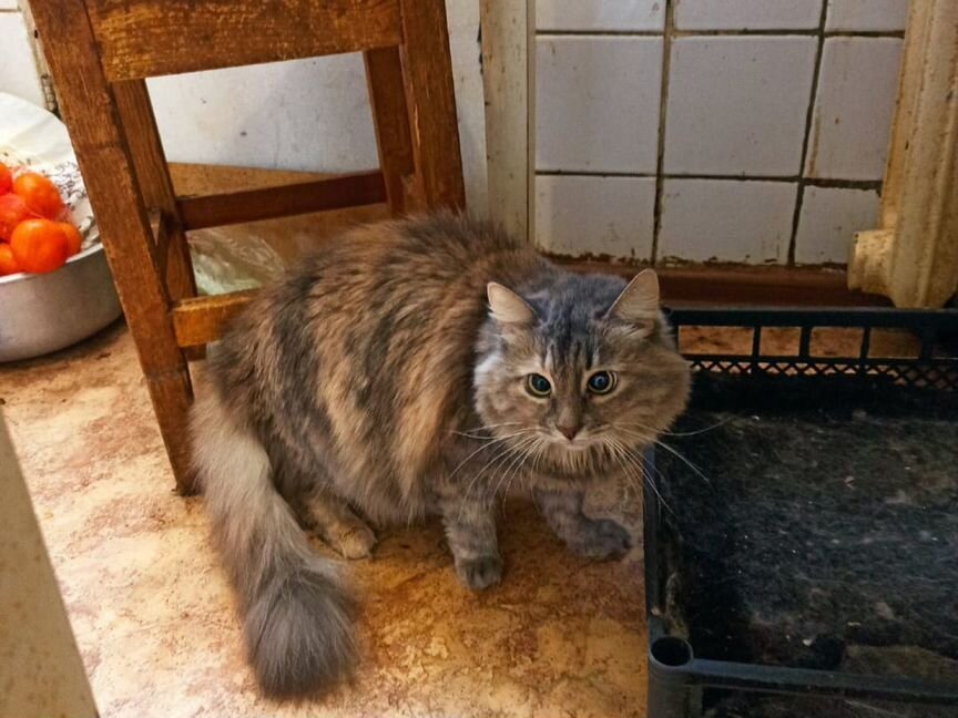 Ася нуждается в доме