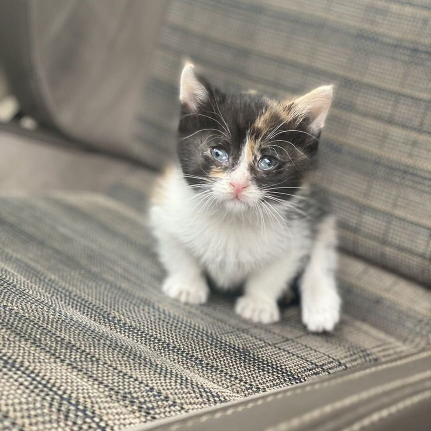 Котенок девочка