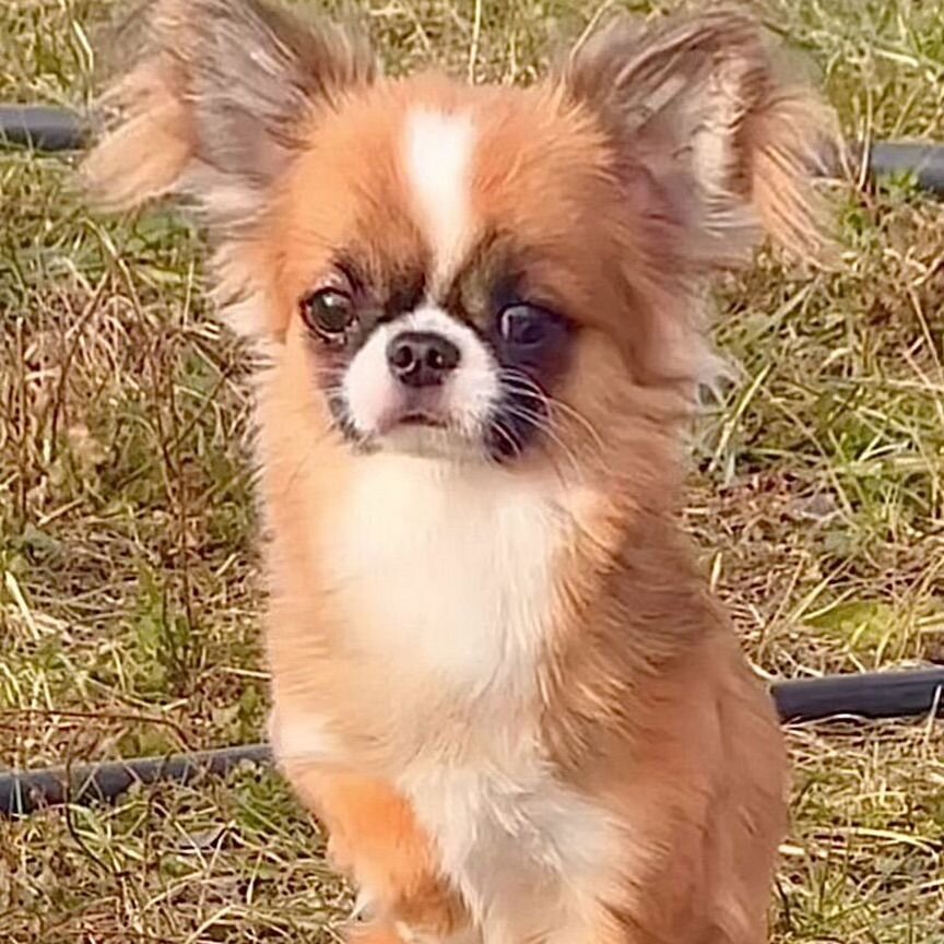 Чихуахуа мини