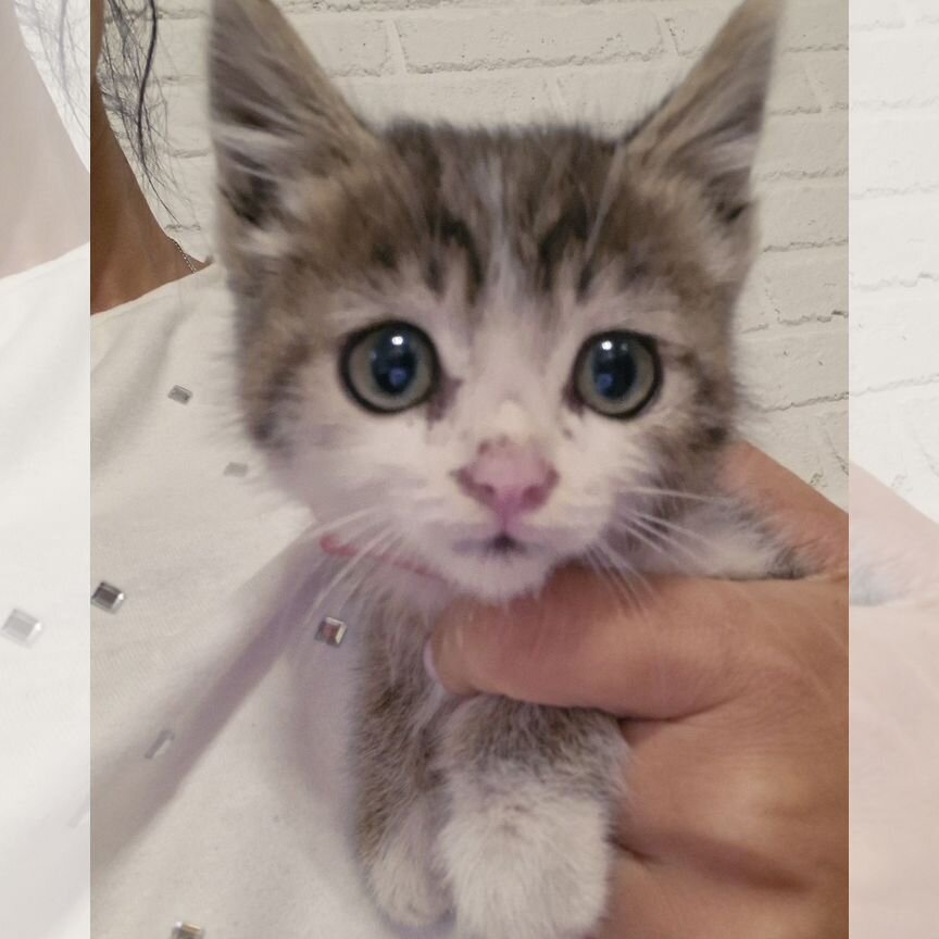 Котенок в добрые руки