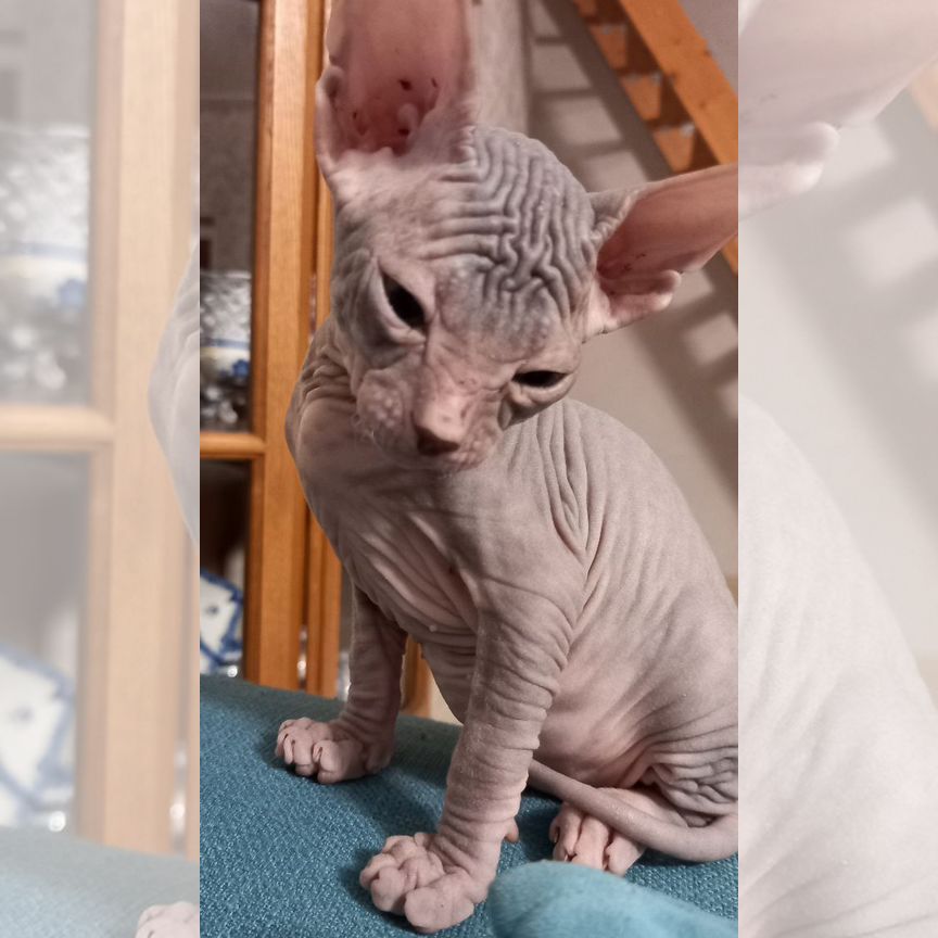 Донской сфинкс котёнок