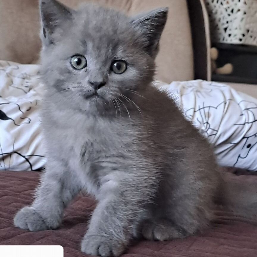 Британский короткошёрстный котёнок