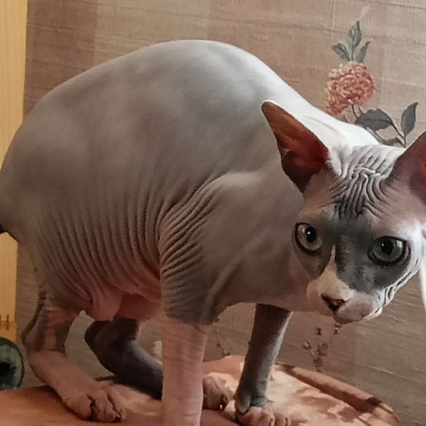 Канадский сфинкс котёнок