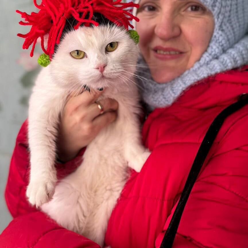 Взрослая, кошка в добрые руки