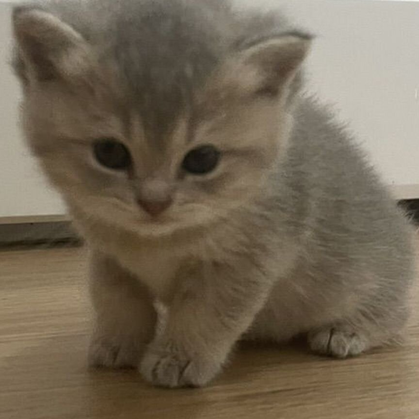 Шотландская золотая шиншилла