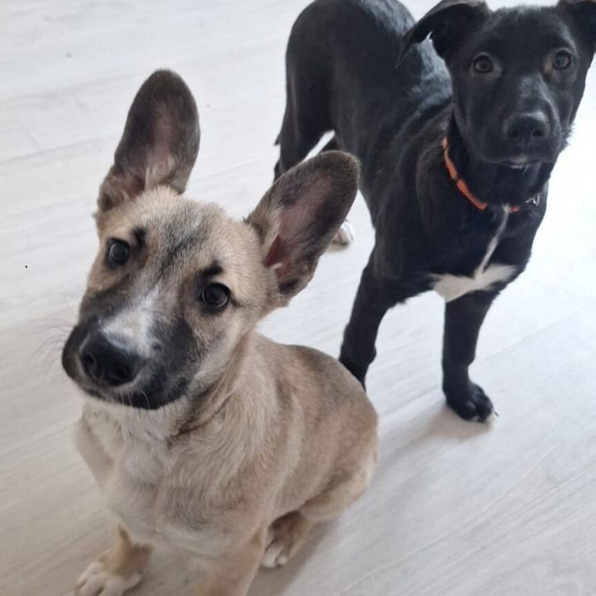 Щенок мальчик собака в добрые руки