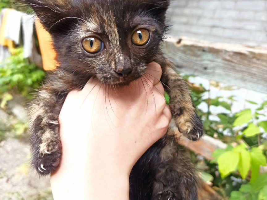 Бездомный котик ищет своих новых хозяев