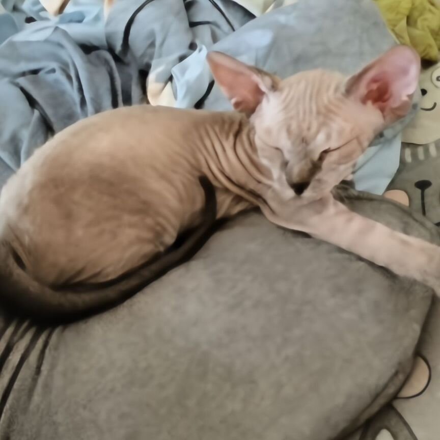 Канадский сфинкс котёнок