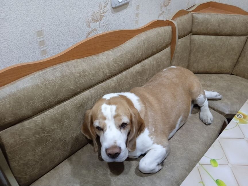 Собака бигль