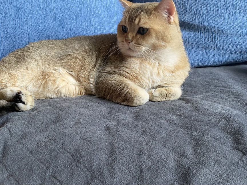 Кот