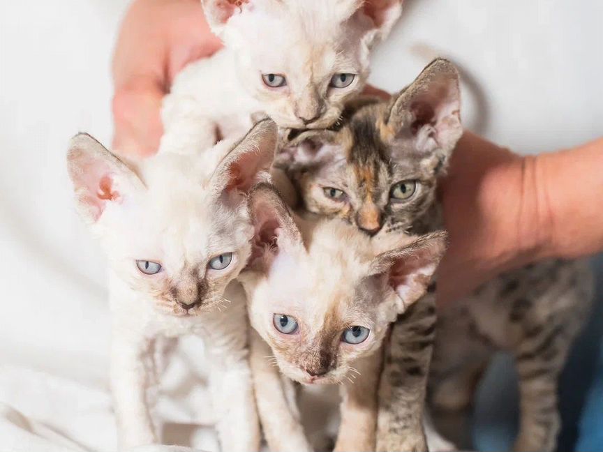 Девон-рекс девочки