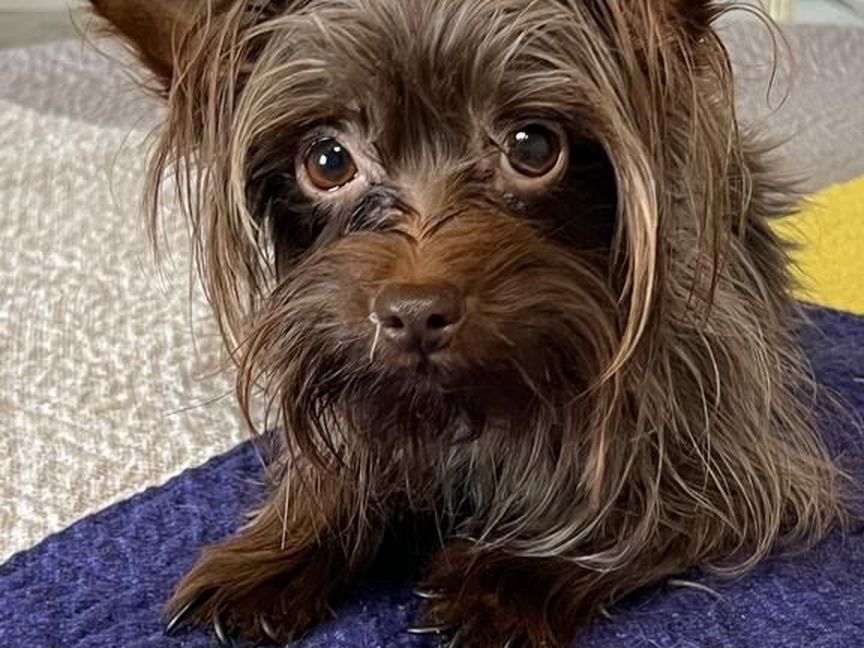 Китайская хохлатая