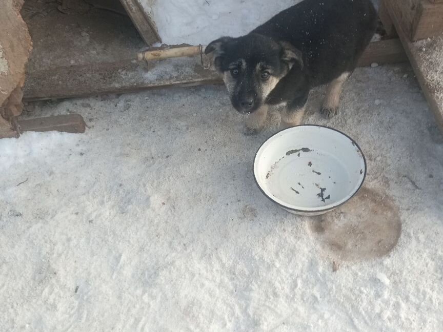 Собака в добрые руки отдам бесплатно щенки