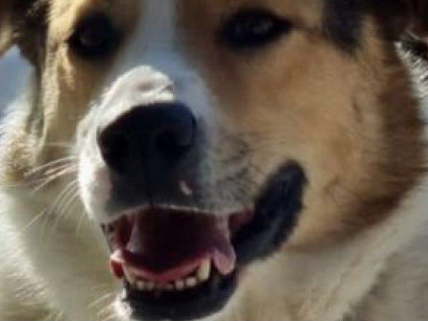 Славная Белка ищет дом