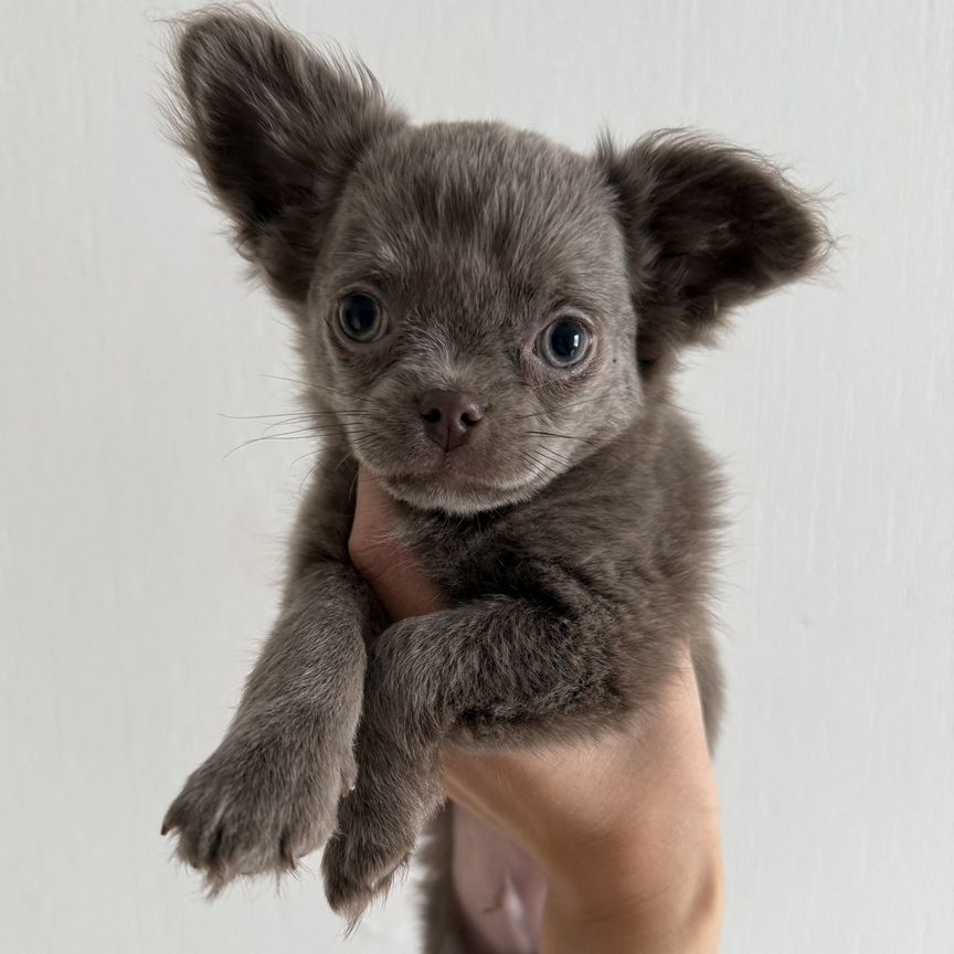 Чихуахуа, щенок