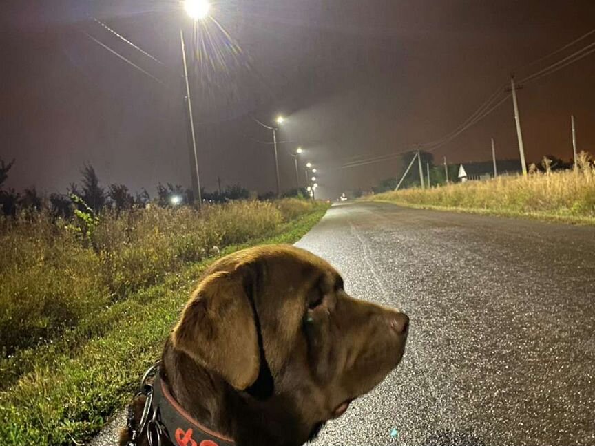 Вязка лабрадор мальчик