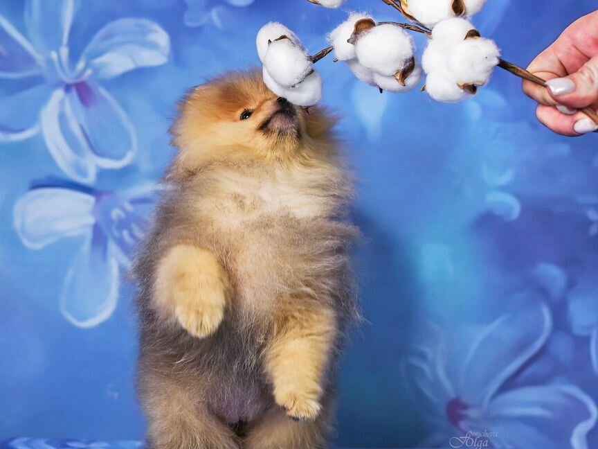 Померанский шпиц