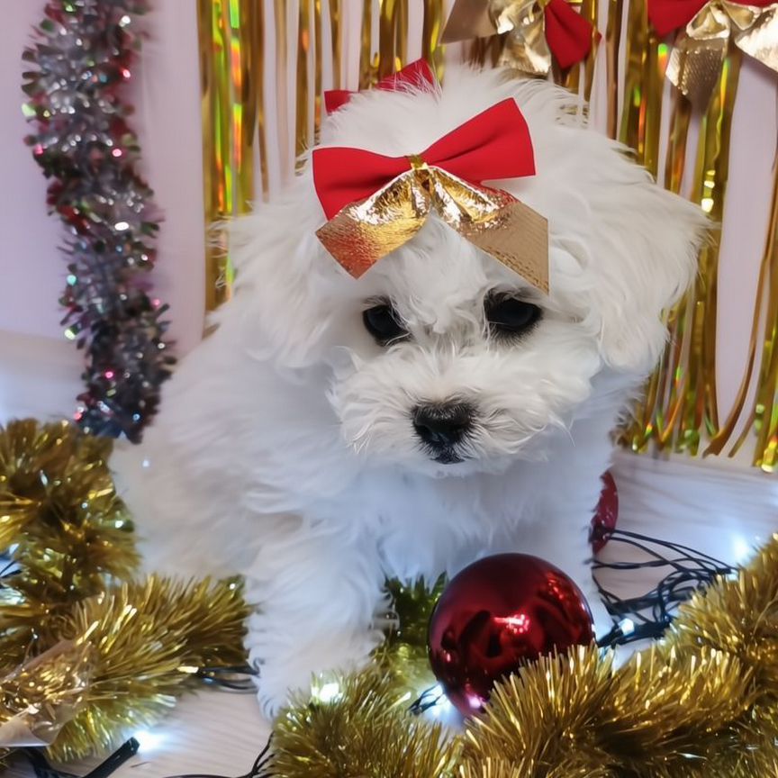 Бишон фризе, щенок