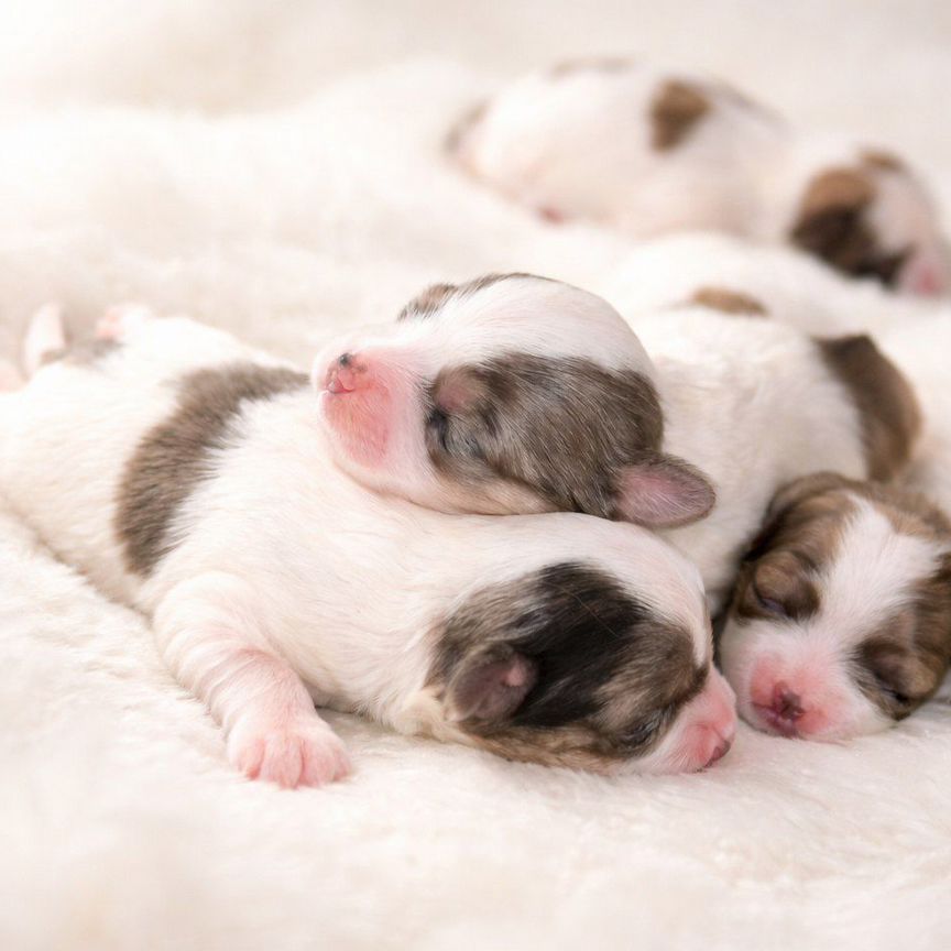 Бивер-йоркширский терьер, щенок