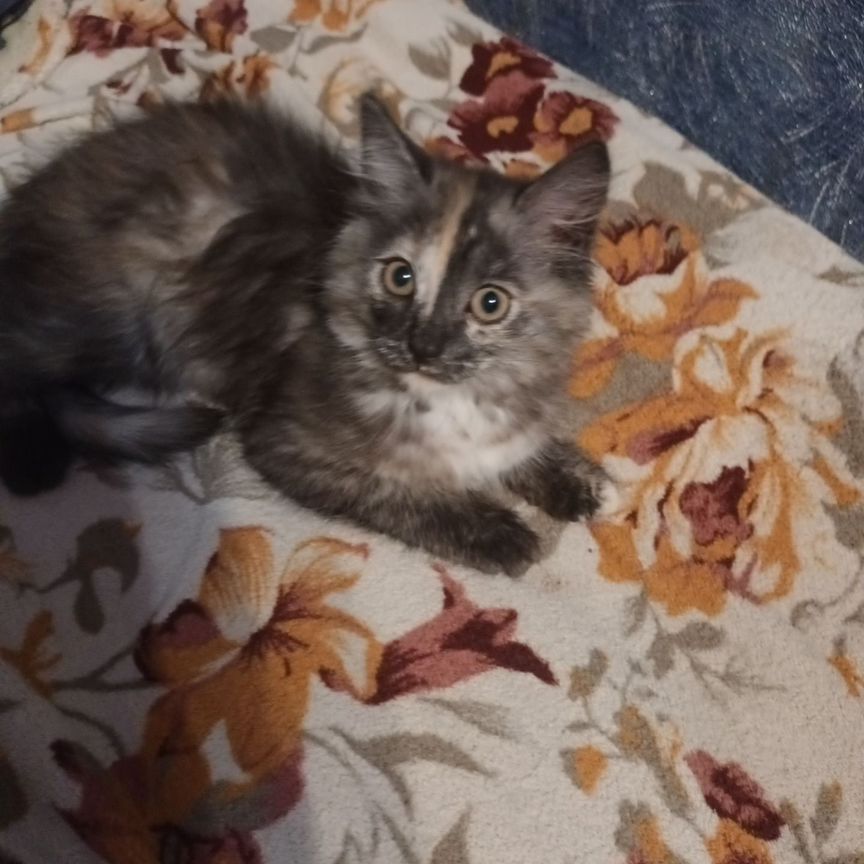 Котенок